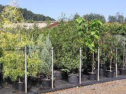 Mature Tree Nursery : Timbertop Advanced Trees : Container Grown Trees