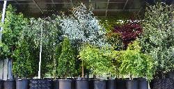 Mature Trees for Sale : Timbertop Advanced Trees : Welcome
