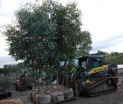 Mature Tree Nursery : Timbertop Advanced Trees : Fieldgrown Trees